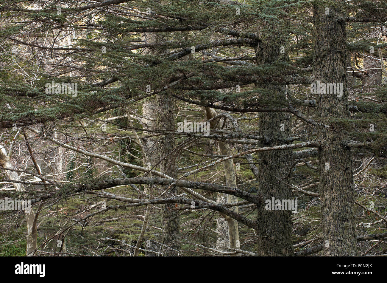 Cedar cedrus sp hi-res stock photography and images - Alamy