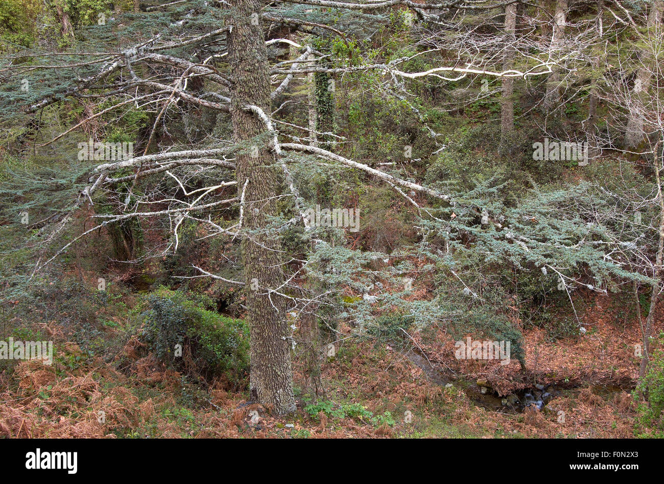 Cyprus cedar (Cedar libani) forest, Cedar valley, Troodos mountains ...