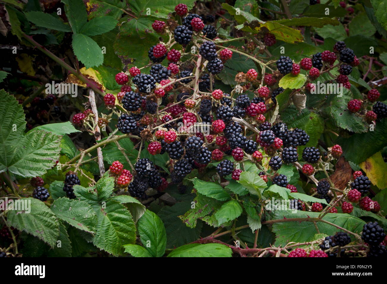 Wild Blackberries in various stages of ripeness Stock Photo - Alamy