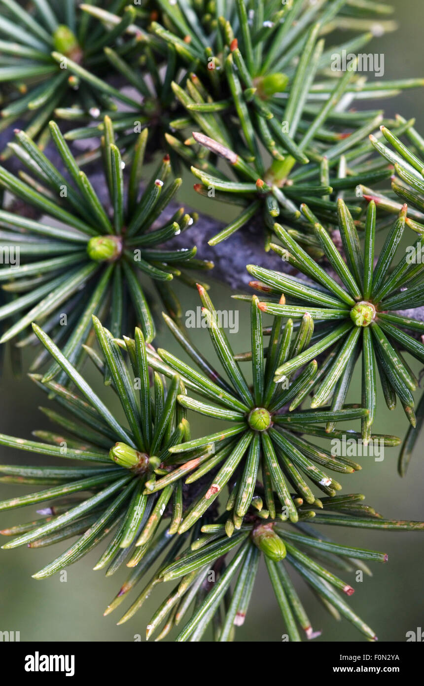Cyprus cedar (Cedar libani) close-up of needles, Cedar valley, Troodos ...