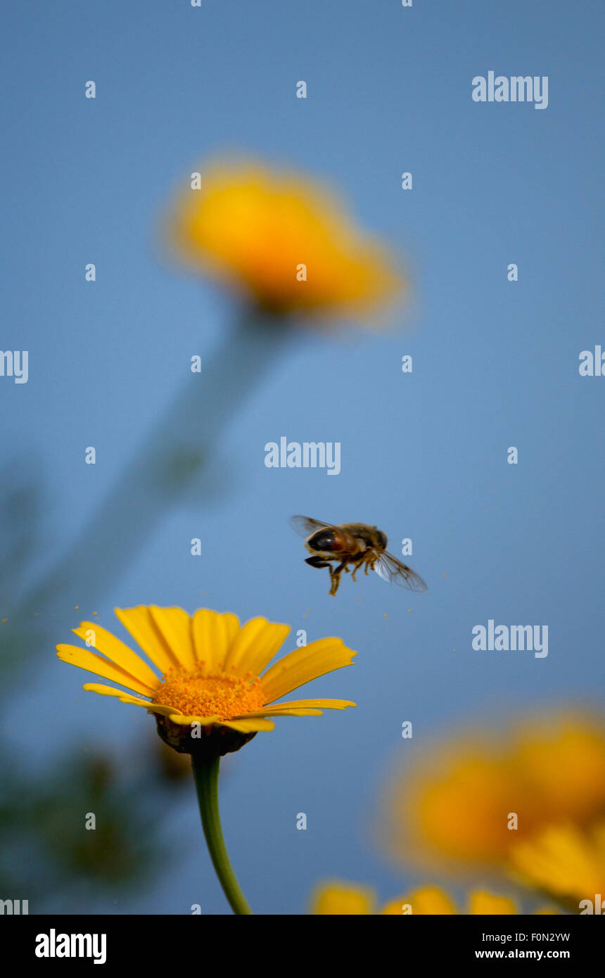 Crown daisies (Glebionis coronarium) with Honey bee flying, Akamas ...