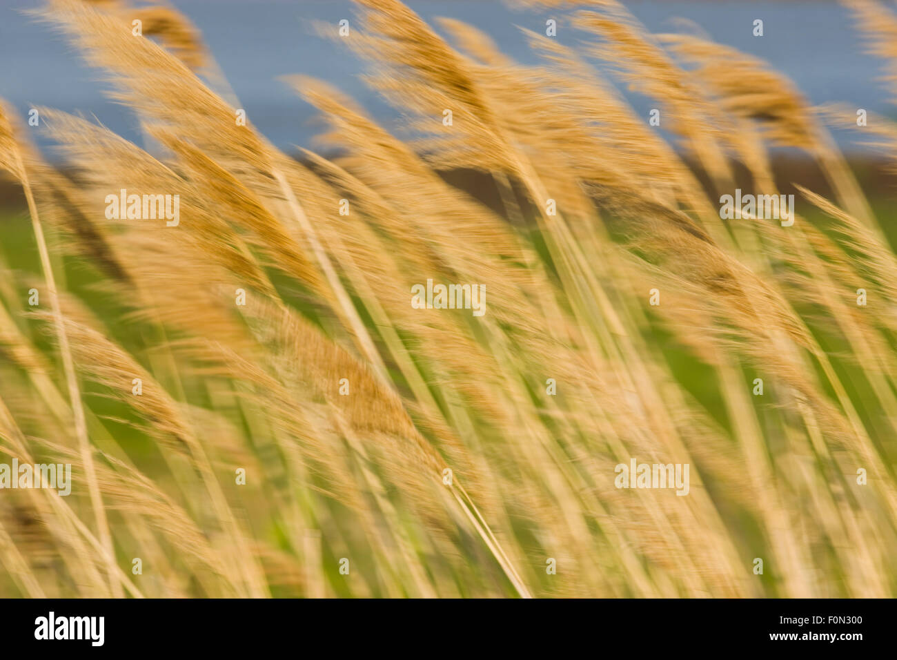 Blowing the reeds hi-res stock photography and images - Alamy