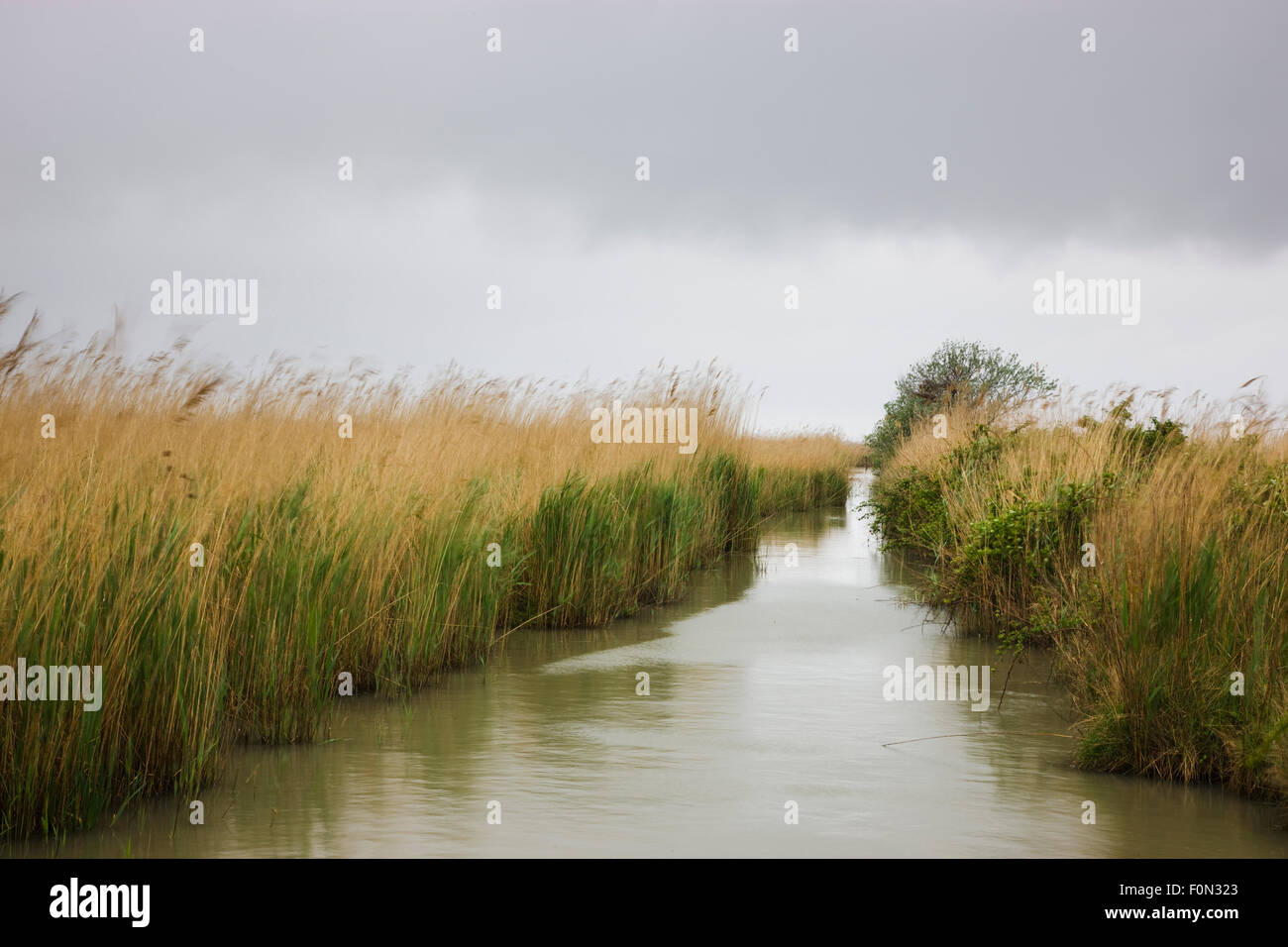 Canal with tall reed grass at lagoon "Etang du Vaccares", Camargue ...