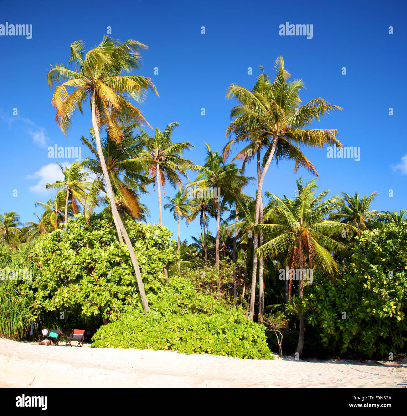 Coconut tree on the beach in the Maldives Stock Photo - Alamy