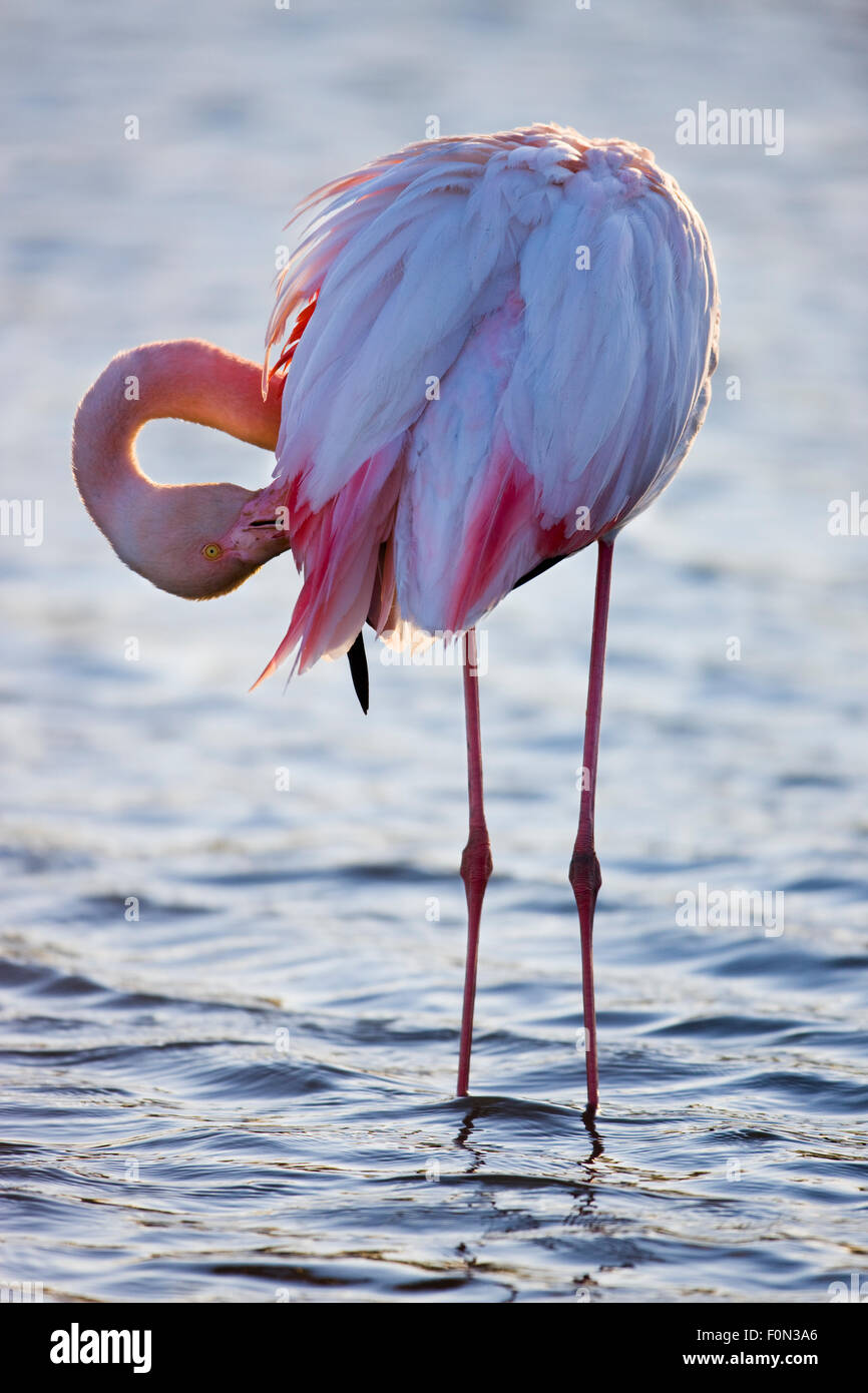 Rear view of Greater flamingo (Phoenicopterus roseus) preening, Pont Du ...