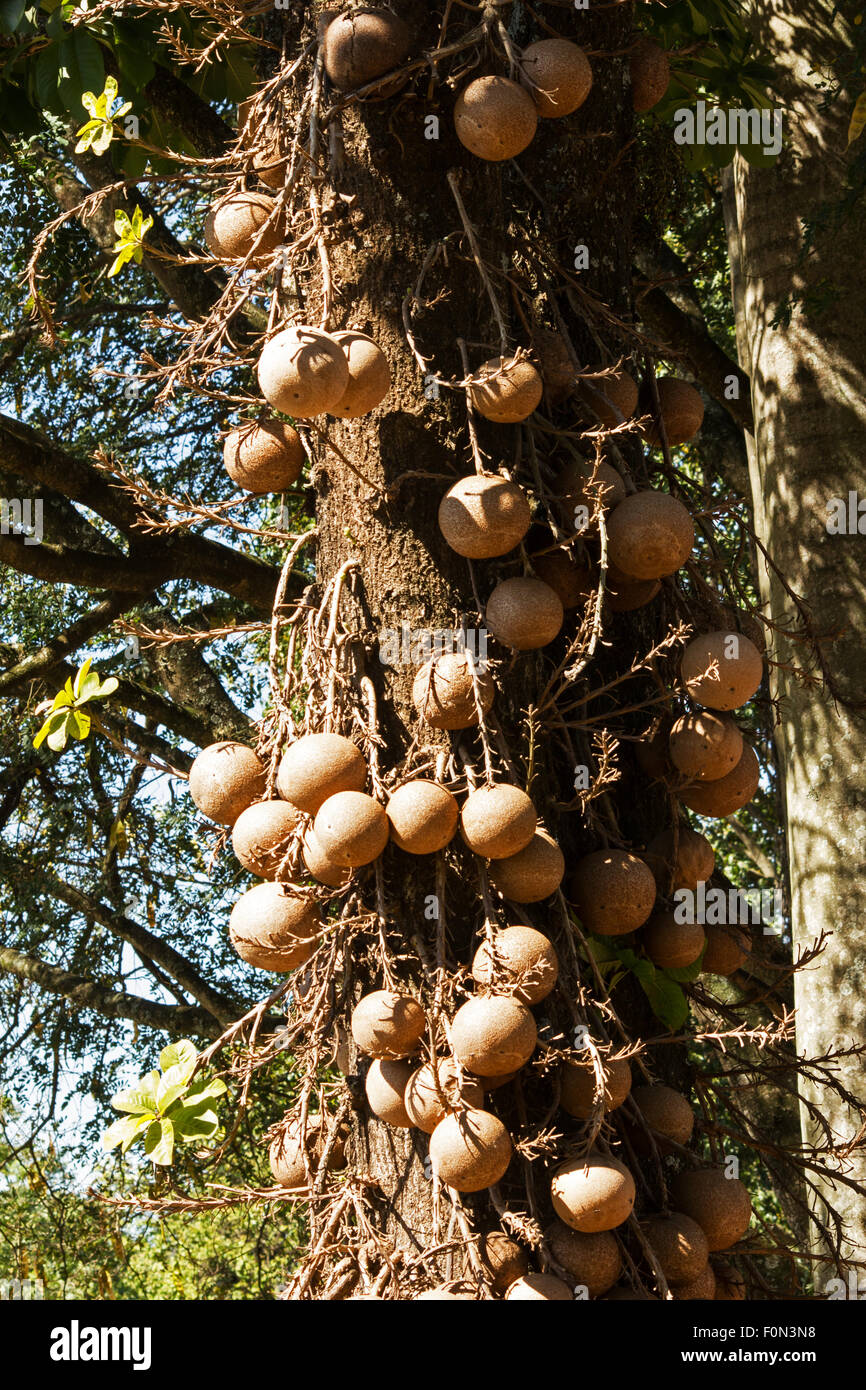 Cannonball tree fruit hi-res stock photography and images - Alamy