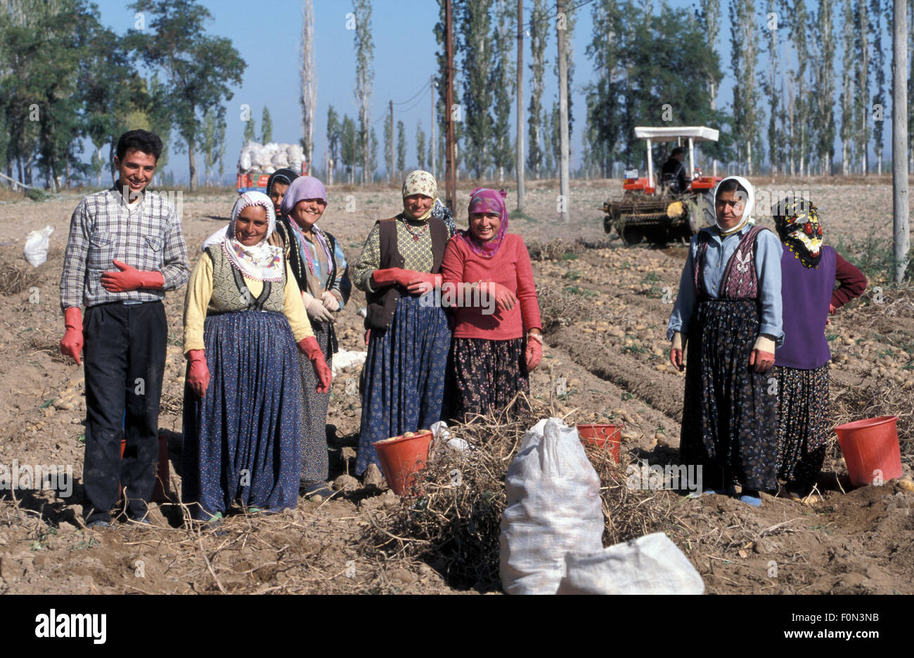 Workers harvesting potatoes in rural Turkey Stock Photo - Alamy