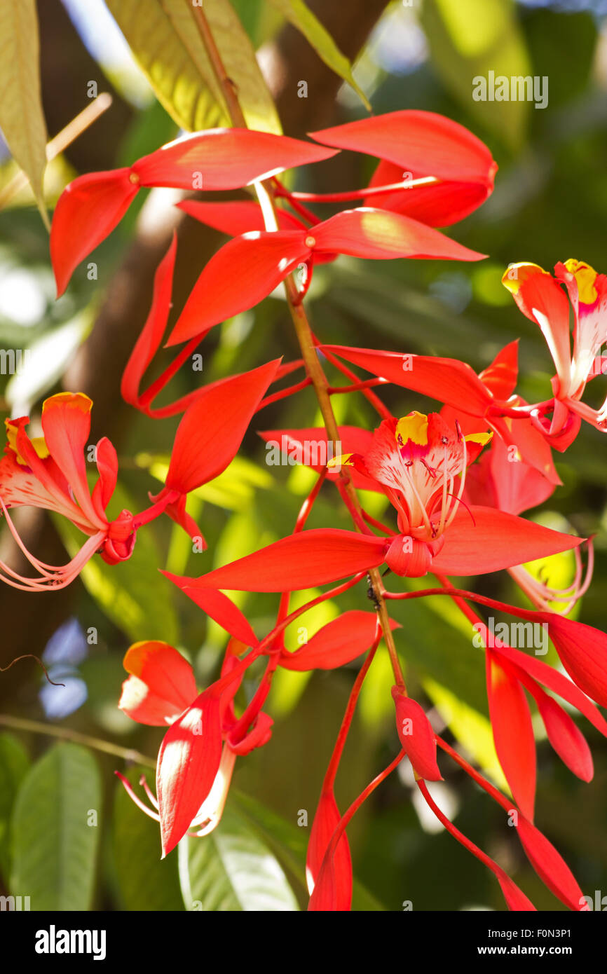 Pride of Bruma (Amherstia nobilis) tree flower Stock Photo - Alamy