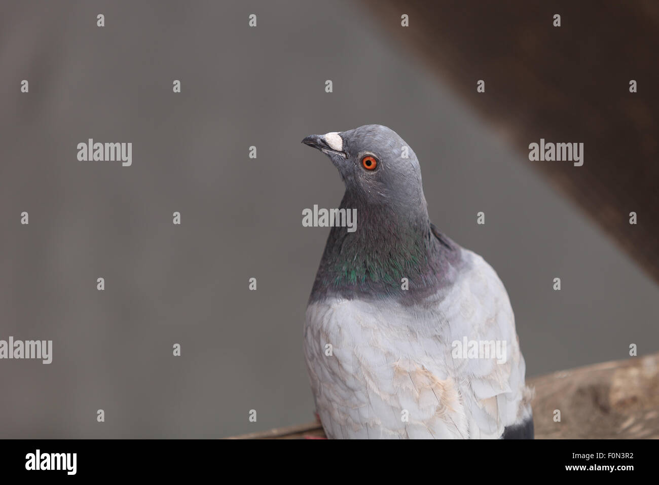 Rock pigeon, Columbia livia, is also called the rock dove Stock Photo ...