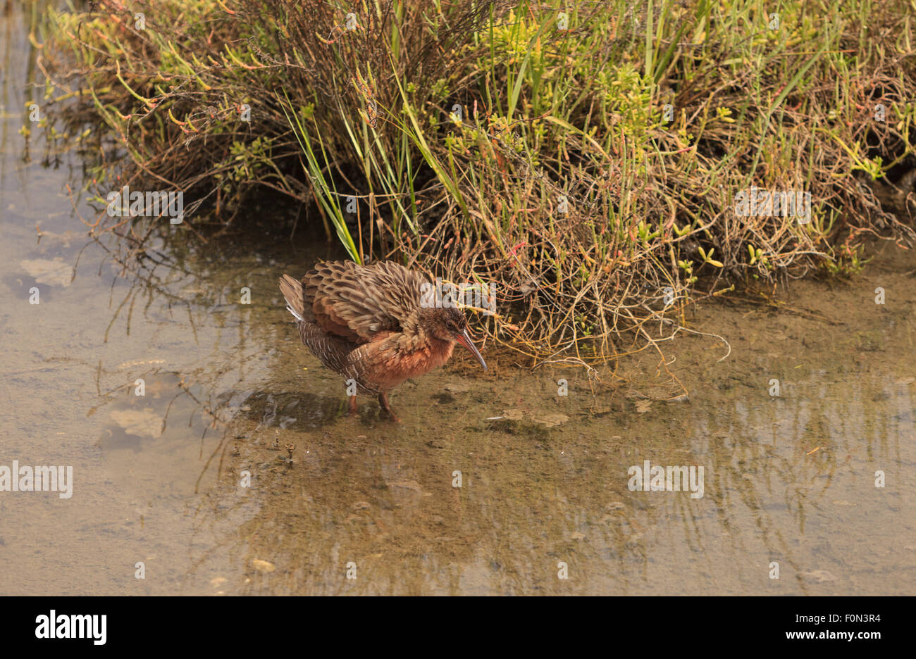 Clapper rail shorebird, Rallus longirostris, foraging in a marsh for ...