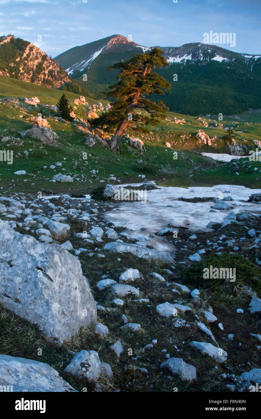 Bosnian pine (Pinus leucodermis) growing in rock strewn landscape ...
