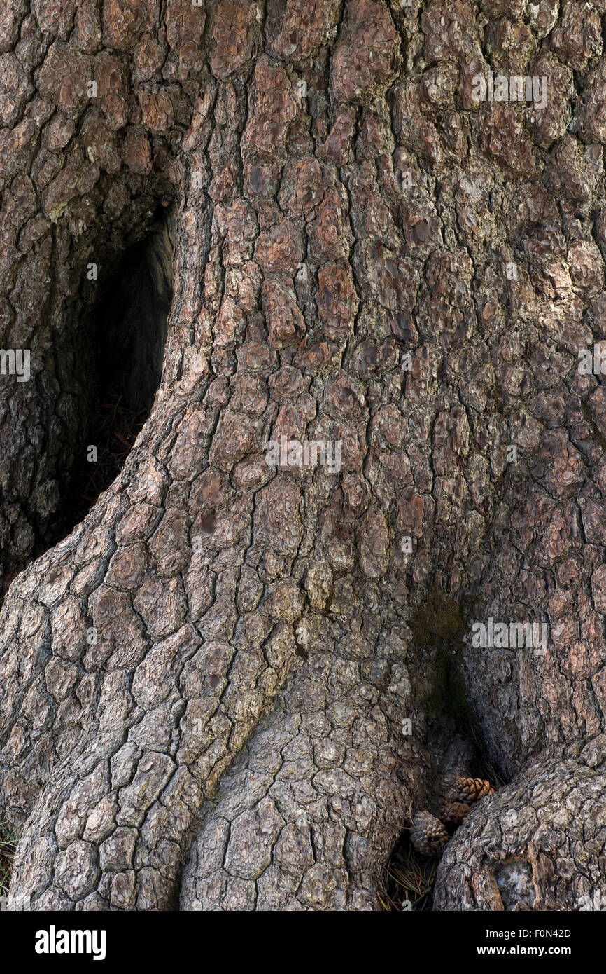 Base of Bosnian pine (Pinus leucodermis) tree, Pollino National Park ...