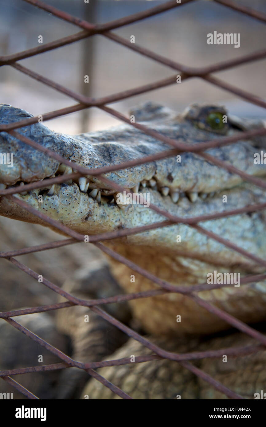 Crocodile teeth crocodile in cage hi-res stock photography and images ...