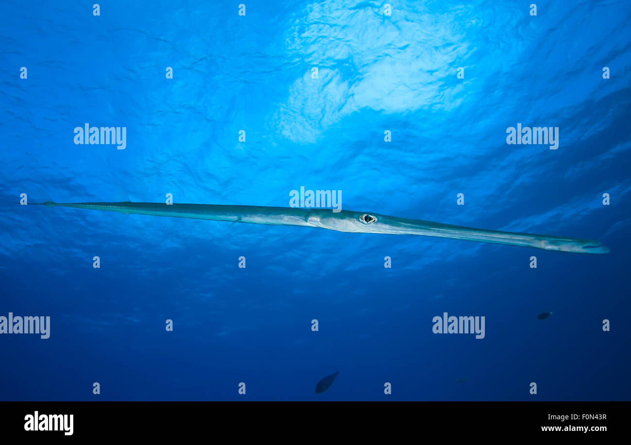 Tahiti cornetfish hi-res stock photography and images - Alamy