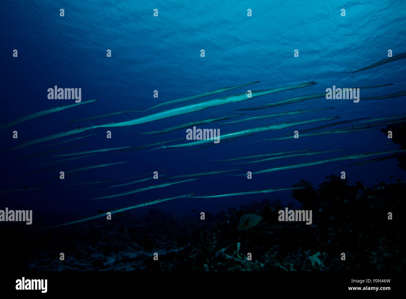 Cornet fish hi-res stock photography and images - Alamy