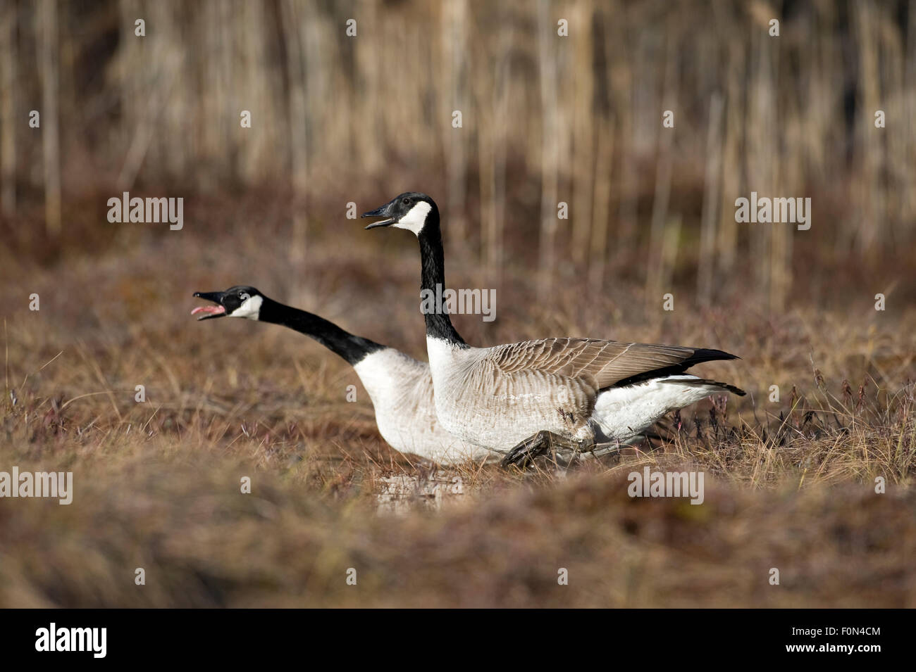 Hissing geese hi-res stock photography and images - Alamy