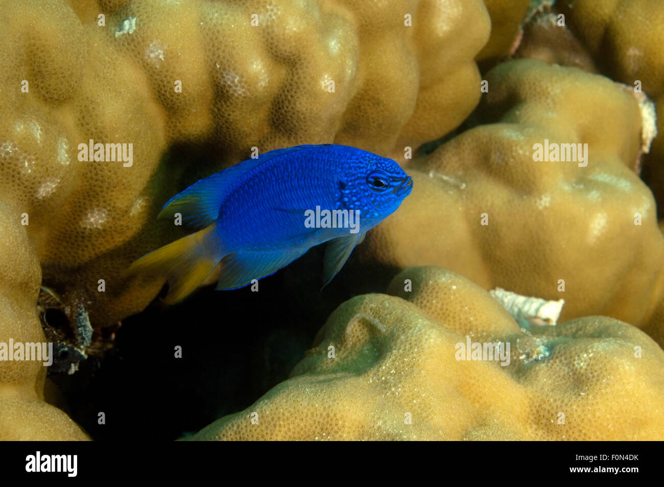SMALL DAMSELFISH WAITING ON CORAL REEF Stock Photo - Alamy
