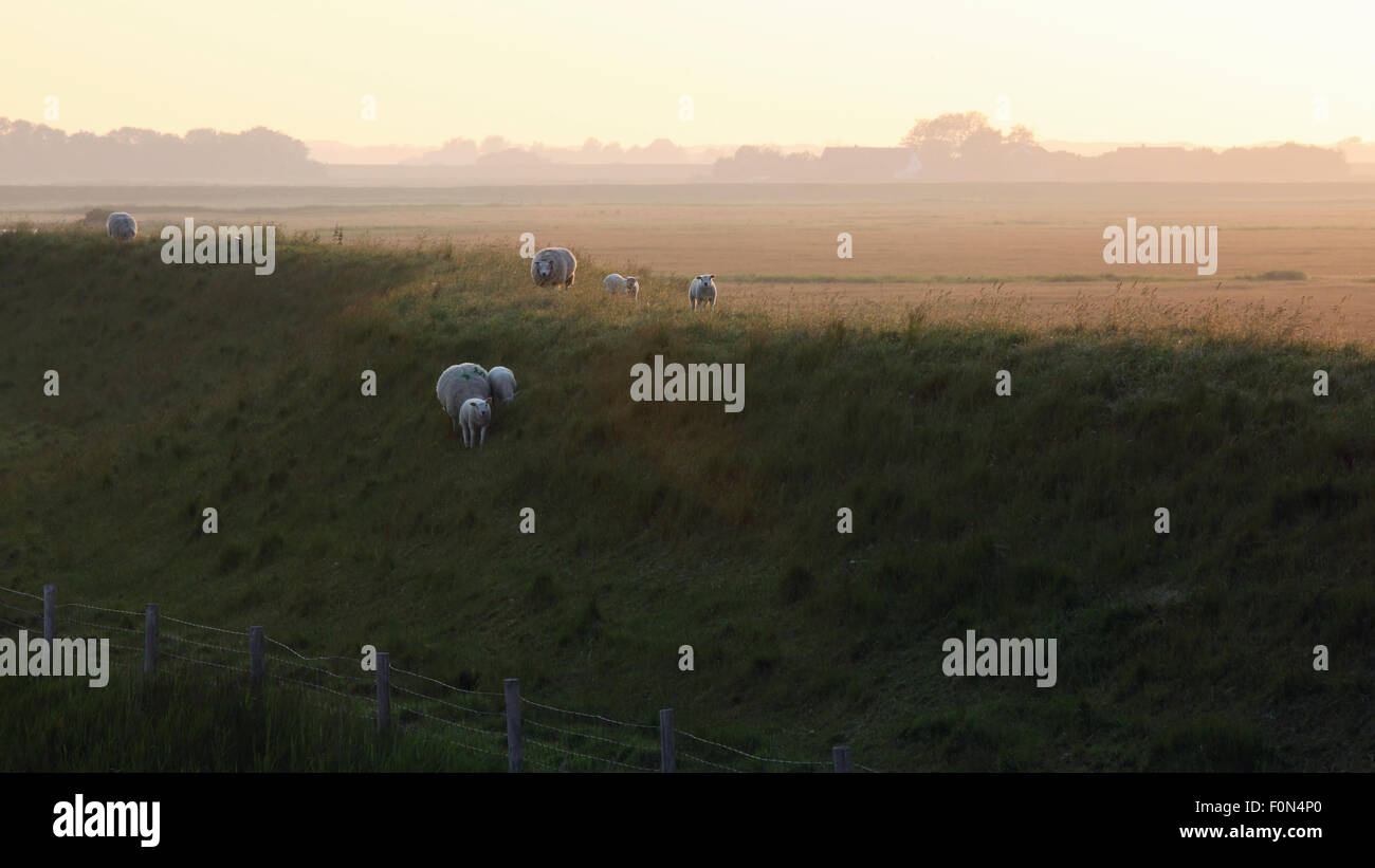 Texel sheep, Texel, Netherlands, May 2009 Stock Photo - Alamy