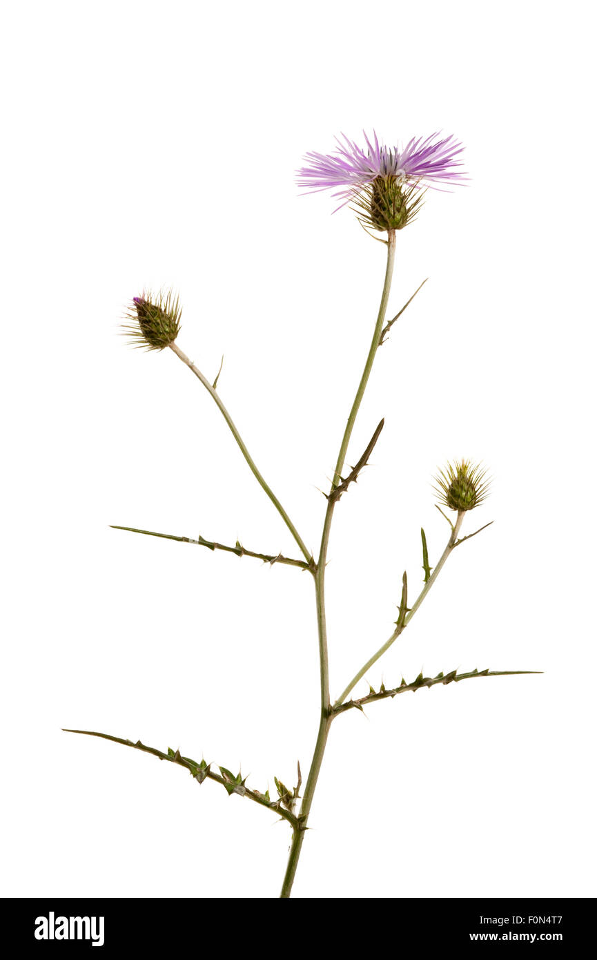 Spanish purple thistle plant hi-res stock photography and images - Alamy