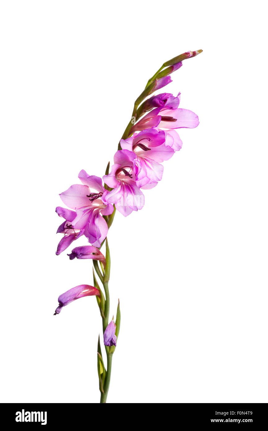 Pink wild flower in Cut Out Stock Images & Pictures - Alamy