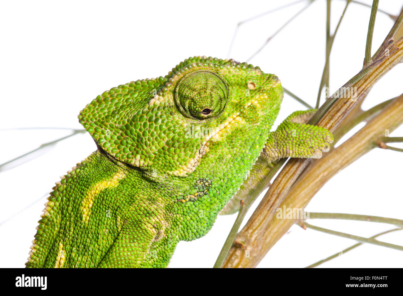 Chameleons in spain hi-res stock photography and images - Alamy