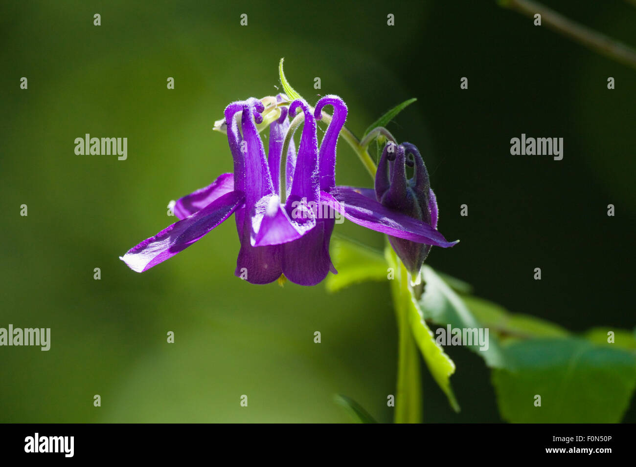 Columbine (Aquilegia sp) flower, Slovak Paradise National Park ...