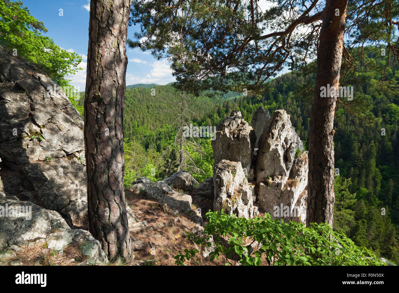 Rocks in a forest, Slovak Paradise National Park, Slovensky Raj ...