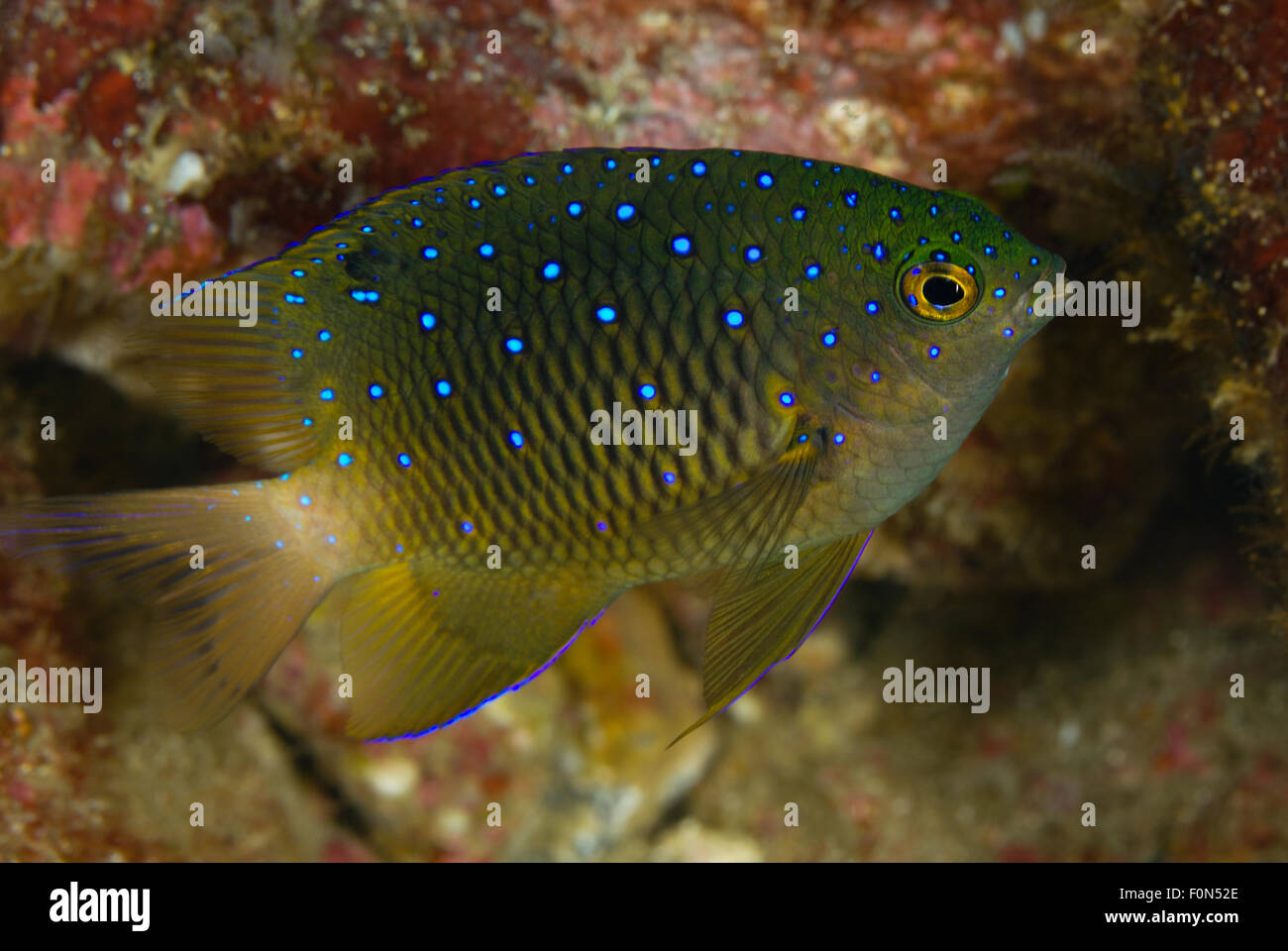 DAMSELFISH SWIMMIG ON CORAL REEF IN CLEAR BLUE WATER Stock Photo - Alamy