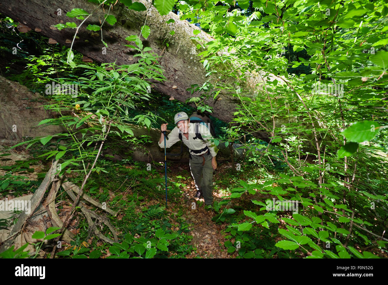 Photographer, Konrad Wothe, walking underneath a large fallen tree ...