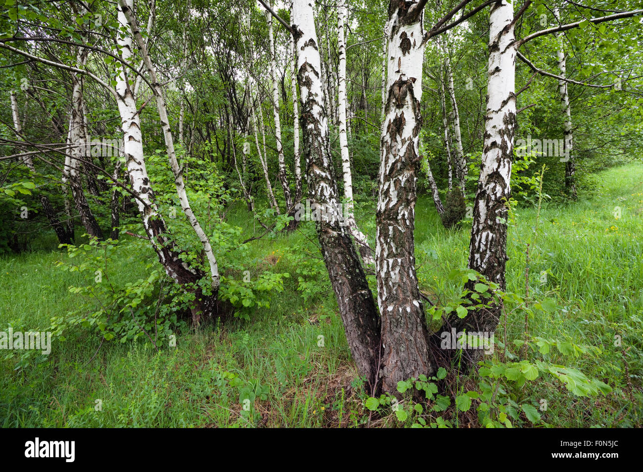 Birch trees (Betula sp) Poloniny National Park, Western Carpathians ...