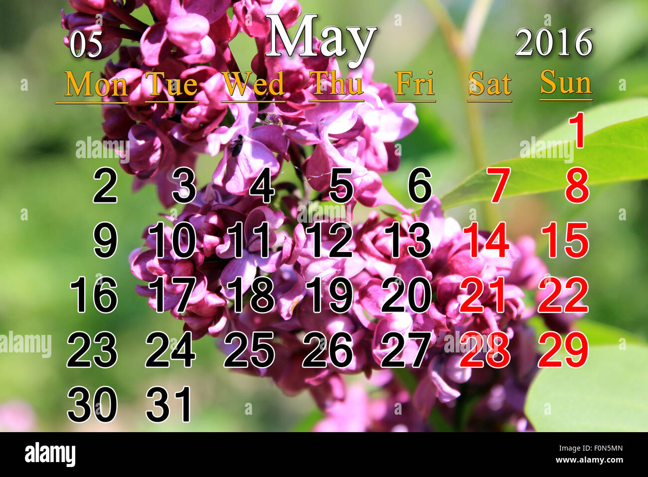 calendar for May of 2016 with flowers of lilac. Calendar for printing ...
