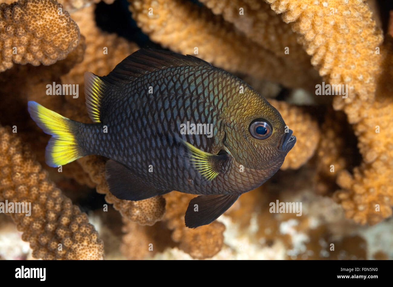 DAMSELFISH SWIMMING ON CORAL GARDEN IN CLEAR WATER Stock Photo - Alamy