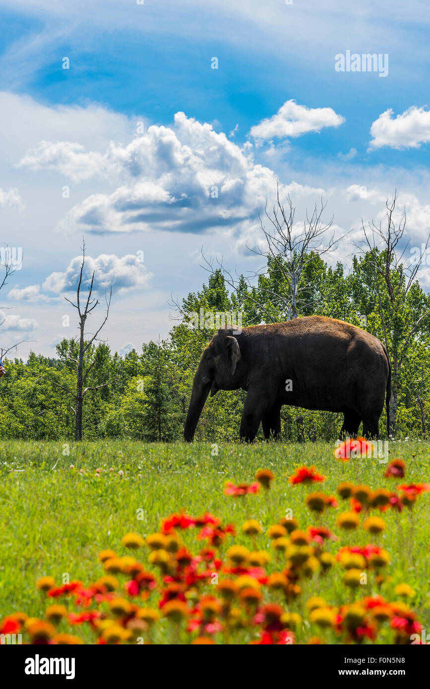 Alberta canada edmonton elephant zoo hi-res stock photography and ...