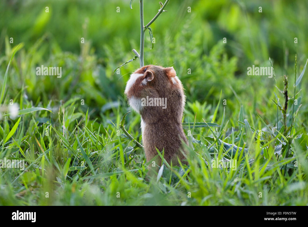 Rear view of Common hamster (Cricetus cricetus) standing on hind legs ...