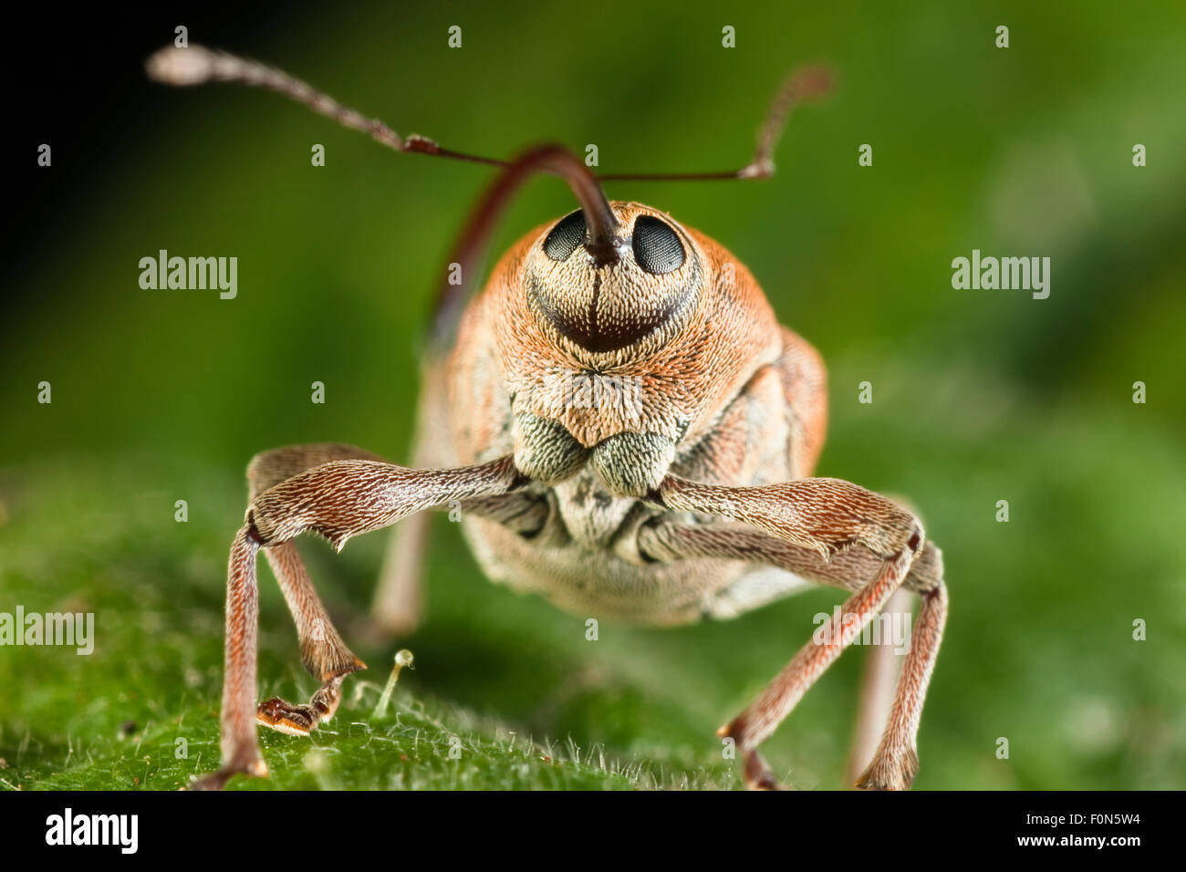 Hazelnut weevil (Curculio nucum) portrait, Eastern Slovakia, Europe ...