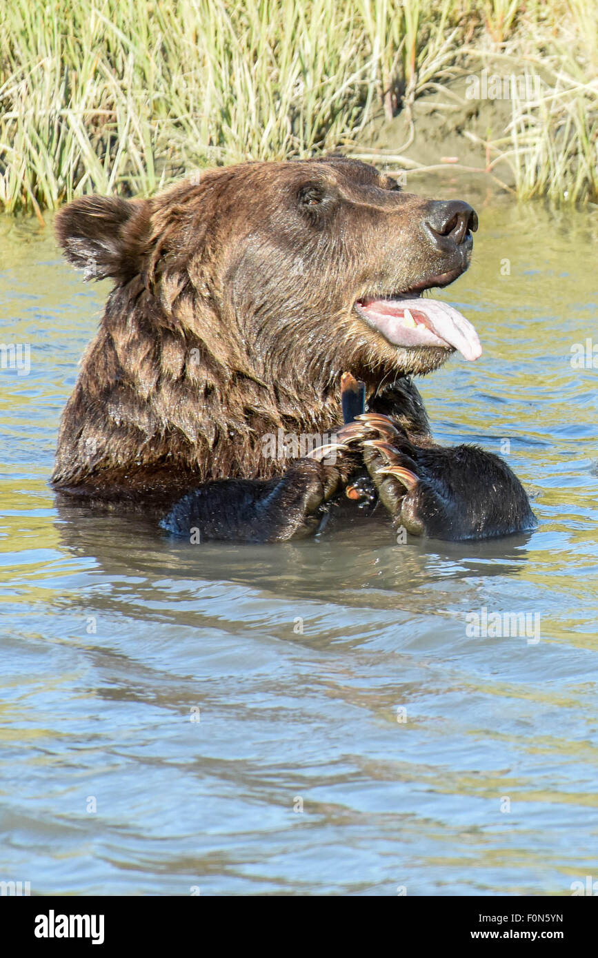 A very cute brown bear / grizzly bear with its tongue hanging out ...