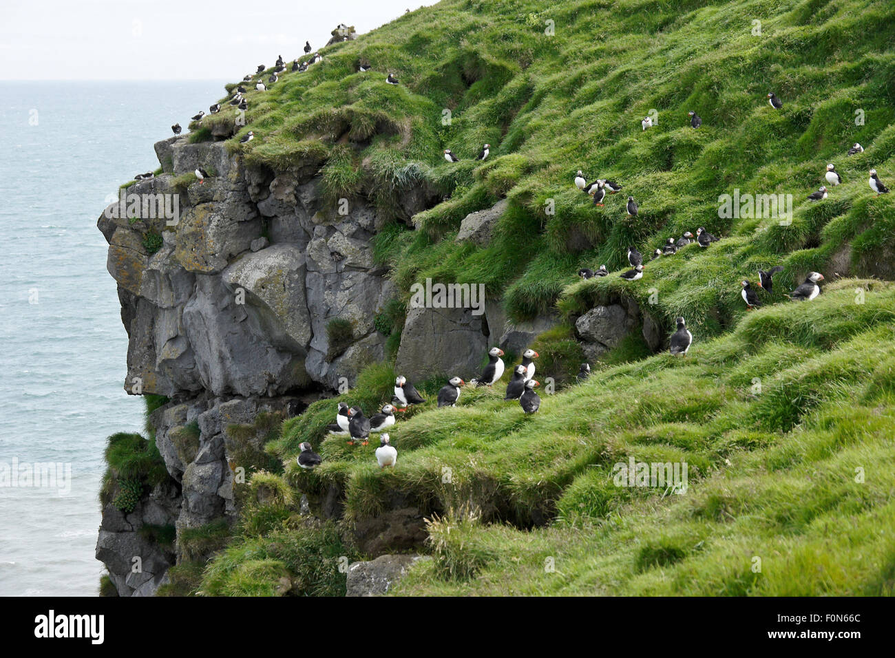 Atlantic puffins nesting on Ingolfshofdi promontory, southern Iceland ...