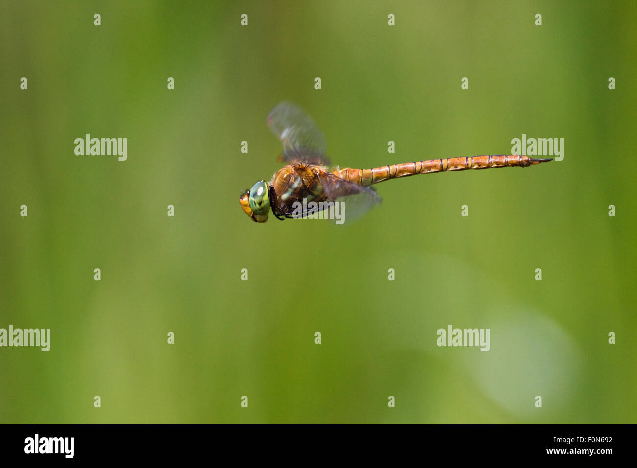 Norfolk hawker dragonfly (Anaciaeschna isoceles) in flight, Latorica ...