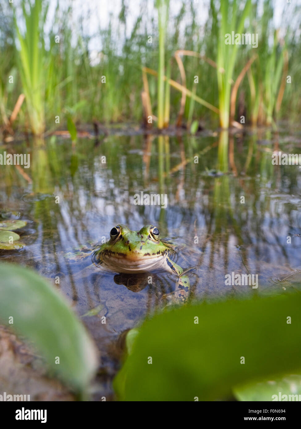 European edible frog (Rana esculenta) in pond, Latorica backwater ...