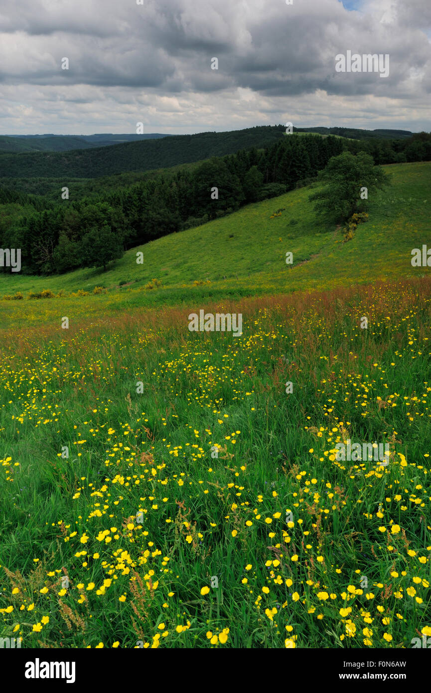 Buttercups (Ranunculus acris) flowering in a meadow, Oesling, Ardennes ...