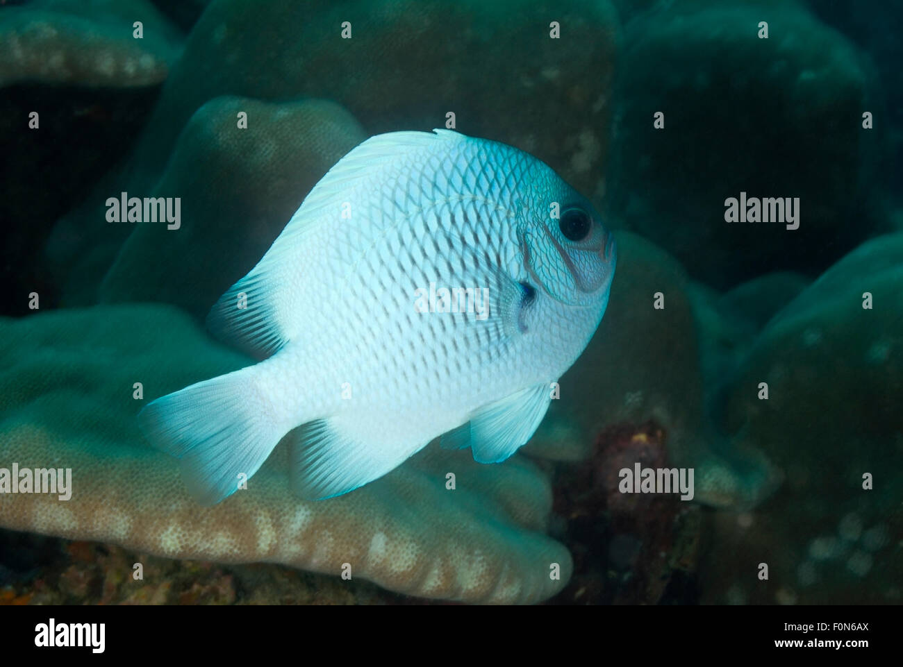 SMALL WHITE DAMSELFISH ENDEMIC TO MARQUESAS ISLAND SWIMMING ON REEF ...