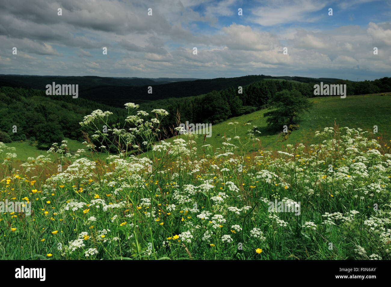 Cow parsley (Anthriscus sylvestris) and Buttercups flowering in meadow ...