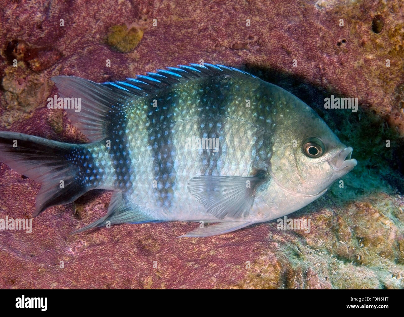 Red damselfish hi-res stock photography and images - Alamy