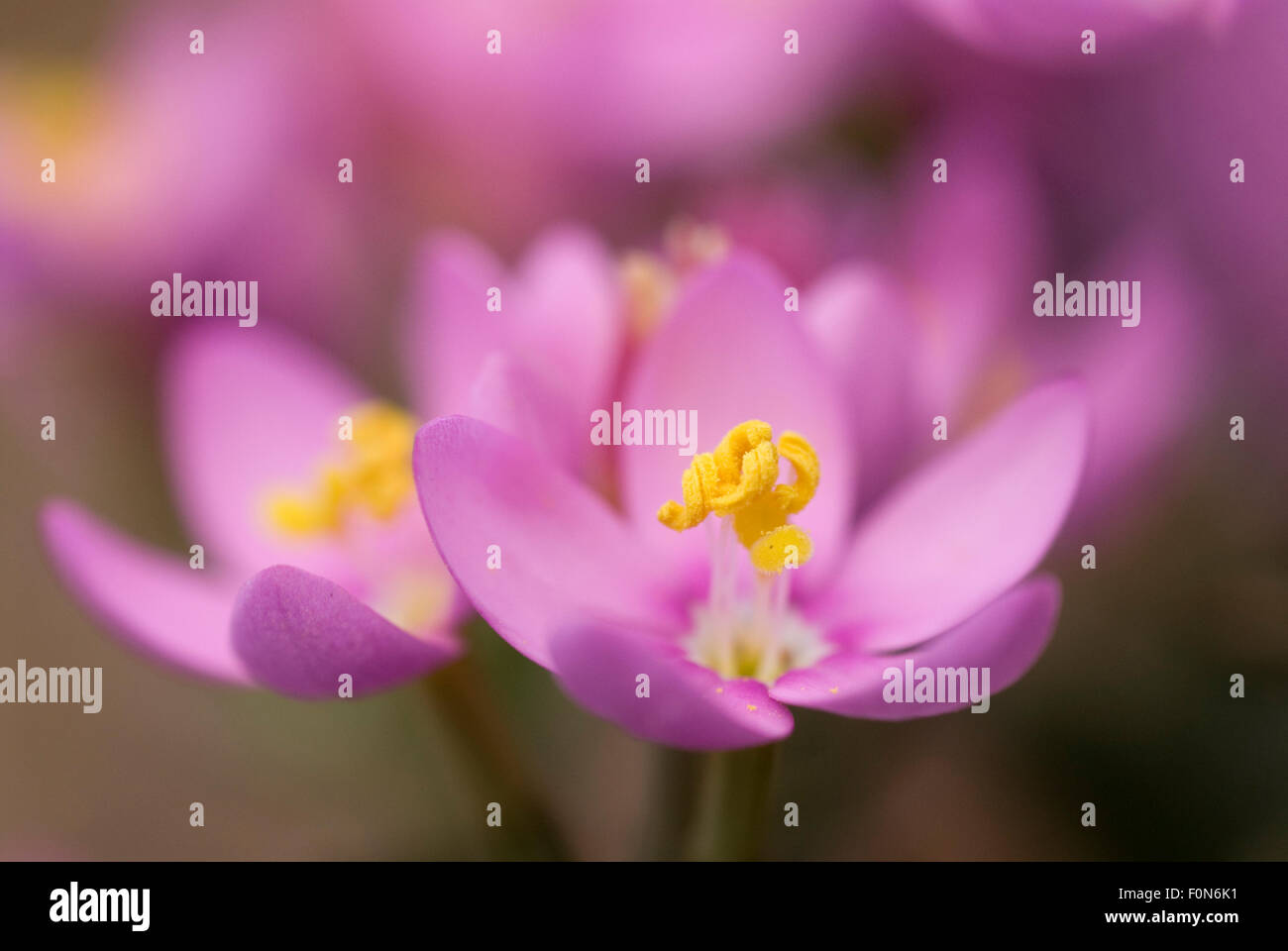Close-up of Common centaury (Centaurium erythraea) flowers, Alentejo ...