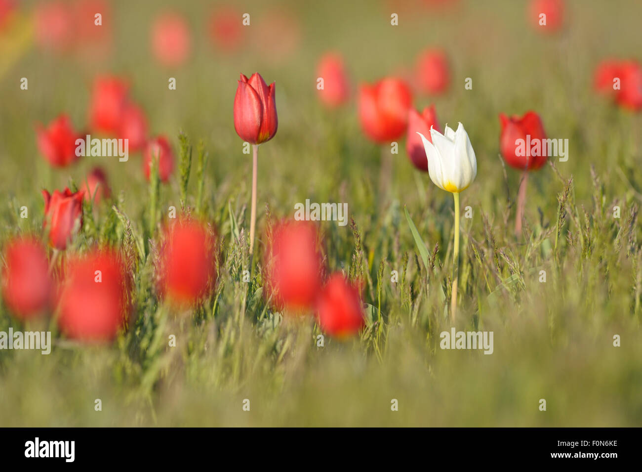 Schrenkii hi-res stock photography and images - Alamy