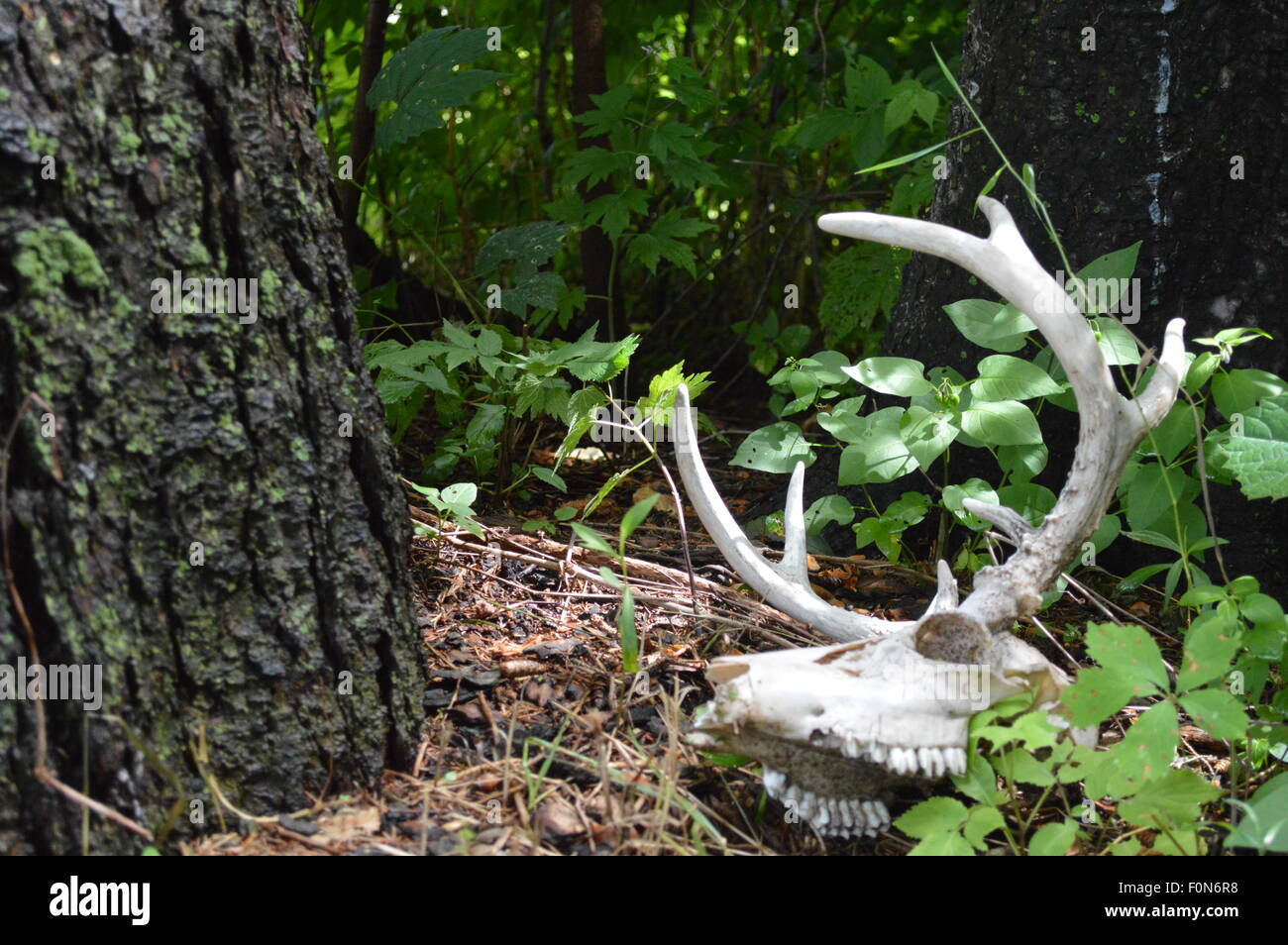 Whitetail deer buck hi-res stock photography and images - Alamy