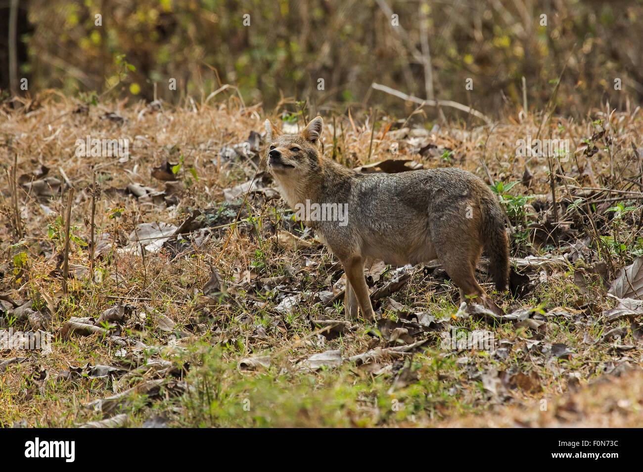 Mating golden jackal canis aureus hi-res stock photography and images ...
