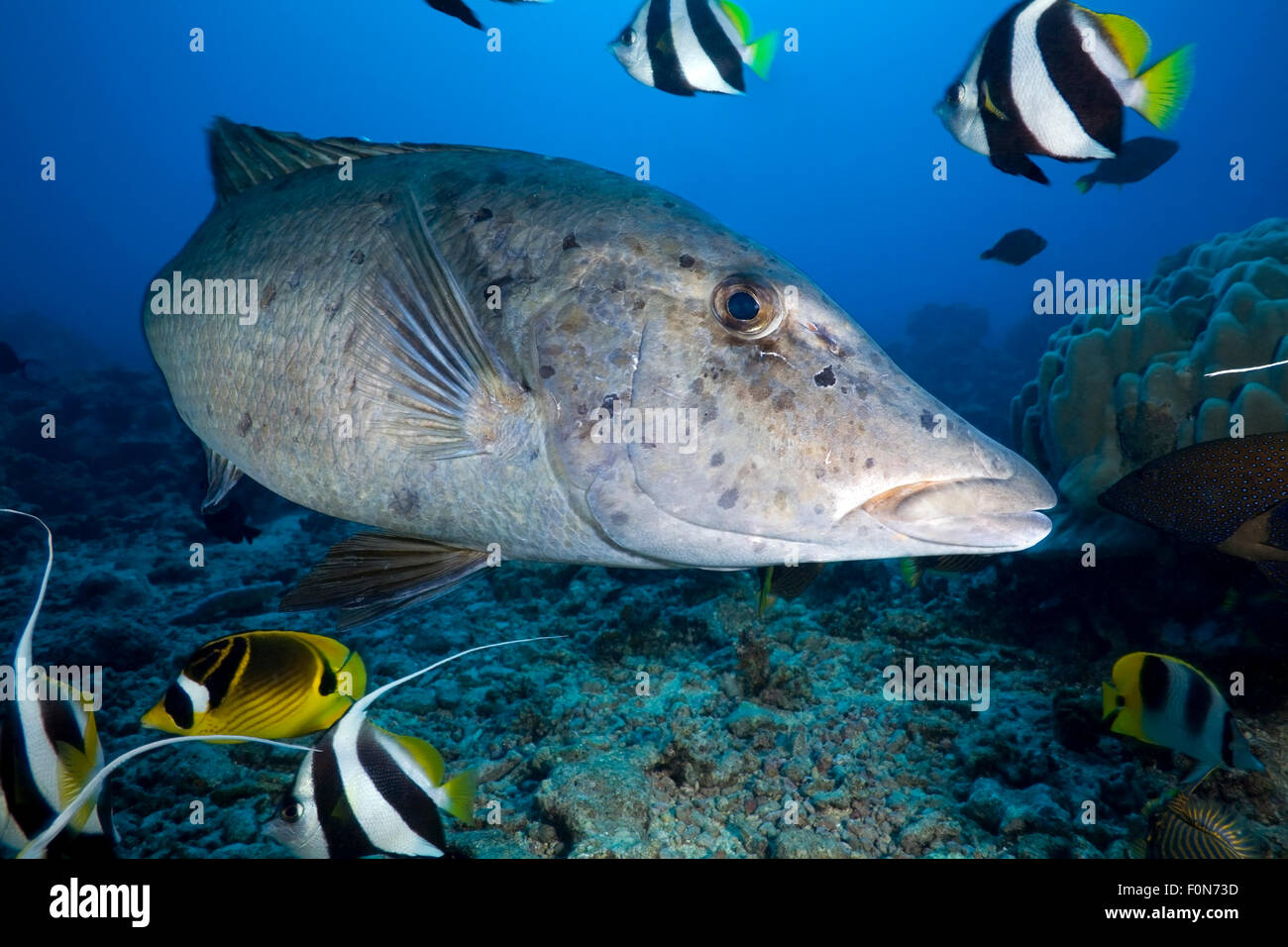 Fish emperor snapper hi-res stock photography and images - Alamy