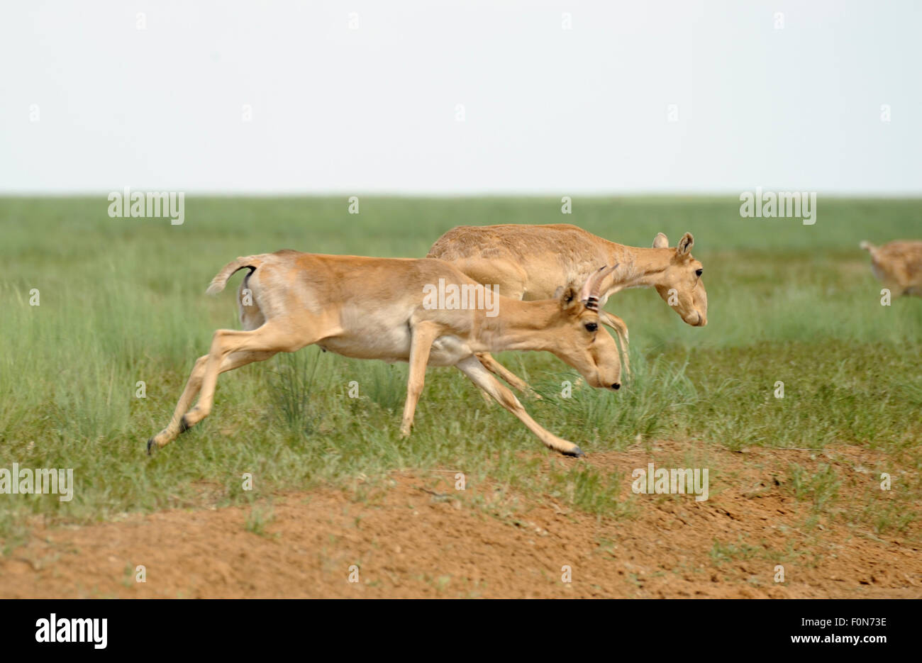 Saiga antelopes (Saiga tatarica) male and female, running, Cherniye ...