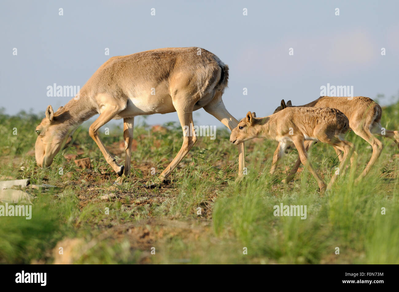 Saiga tatarica young hi-res stock photography and images - Alamy